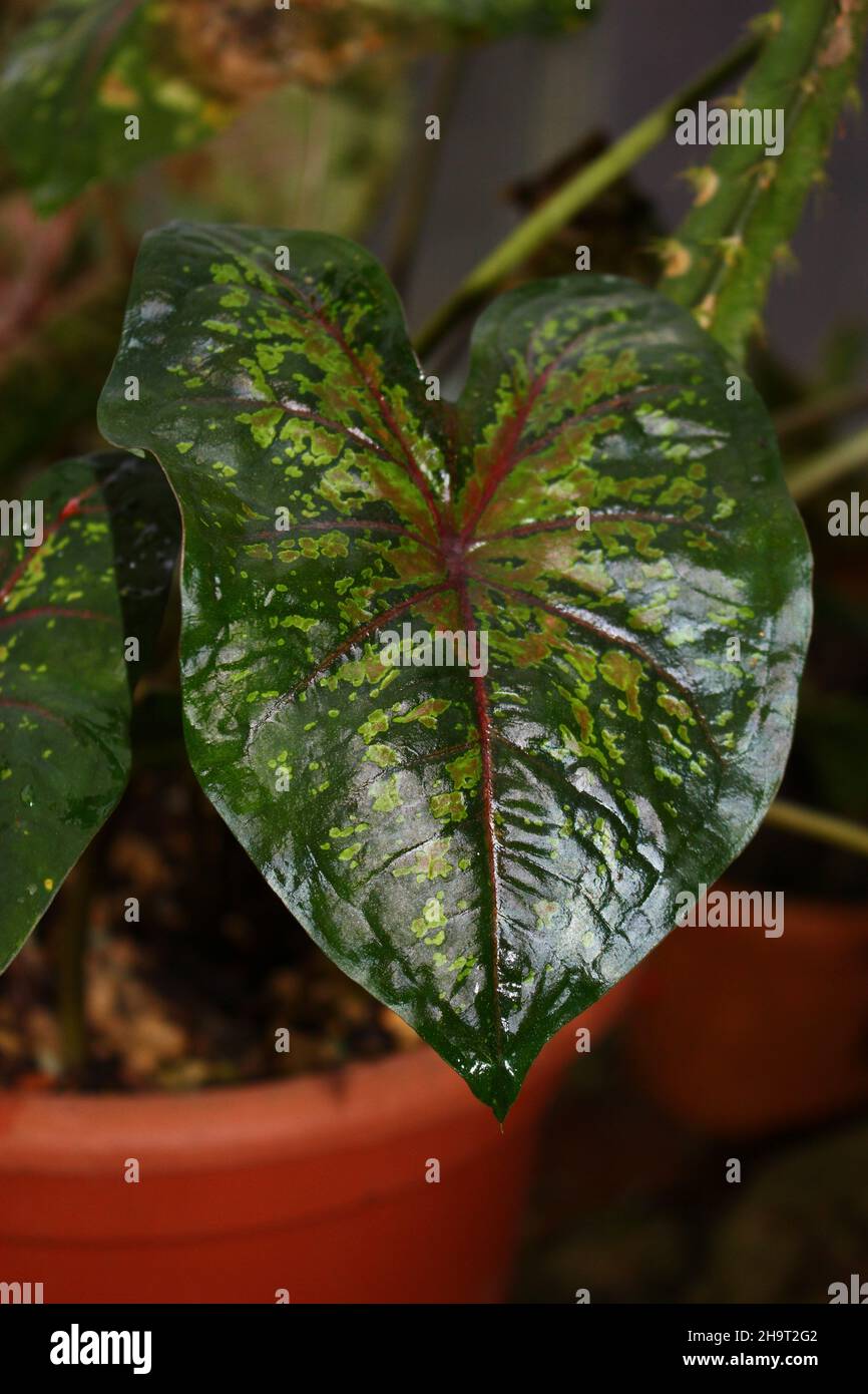 red veined green variegated leaf Stock Photo - Alamy