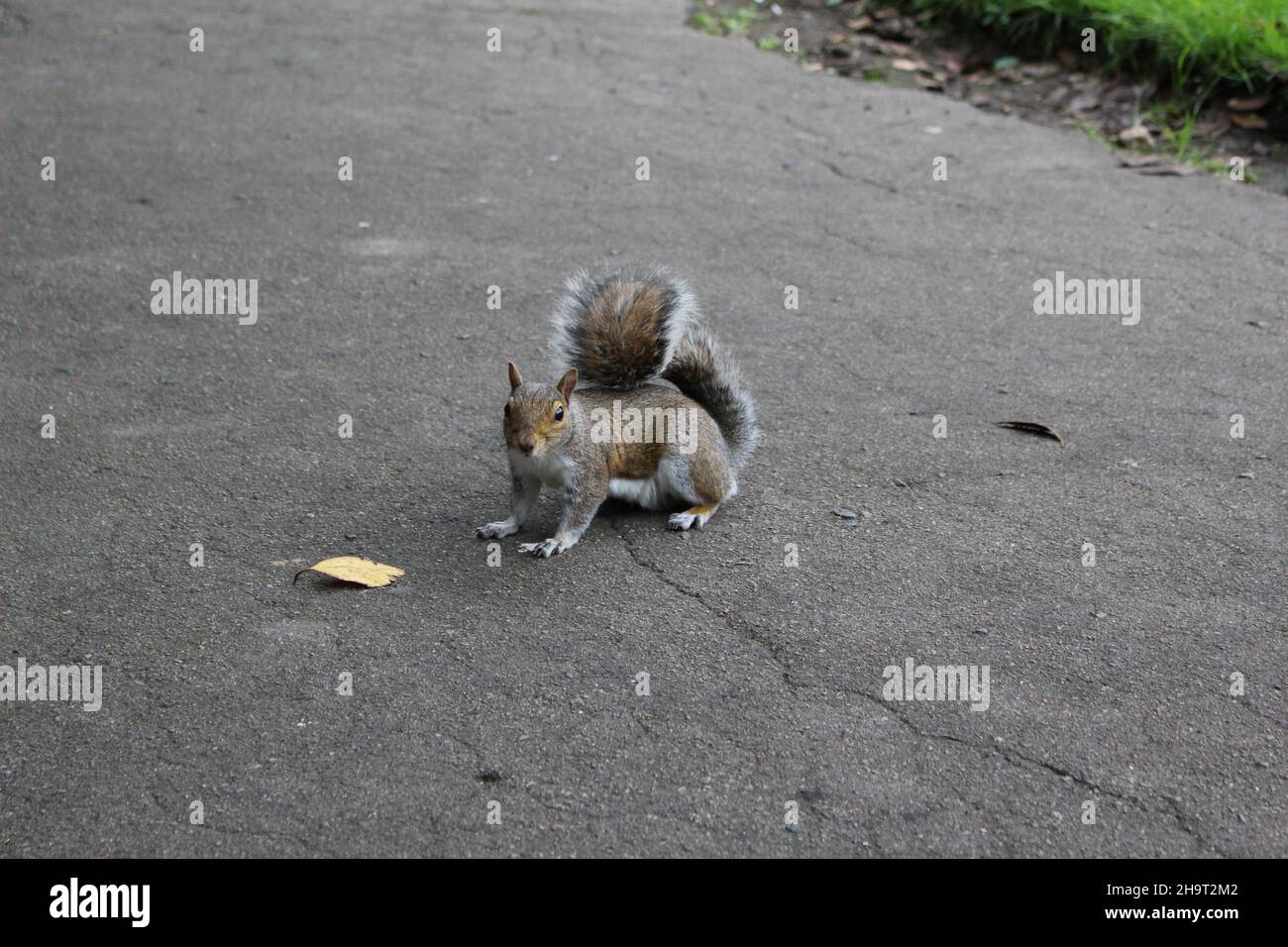 Tail curled forward hi-res stock photography and images - Alamy