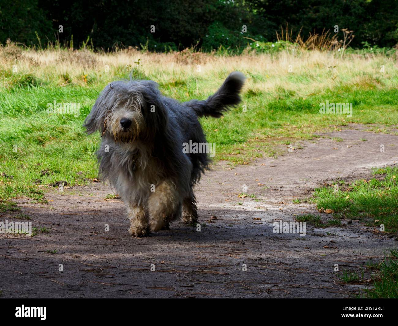 Bearded sheep hi-res stock photography and images - Alamy