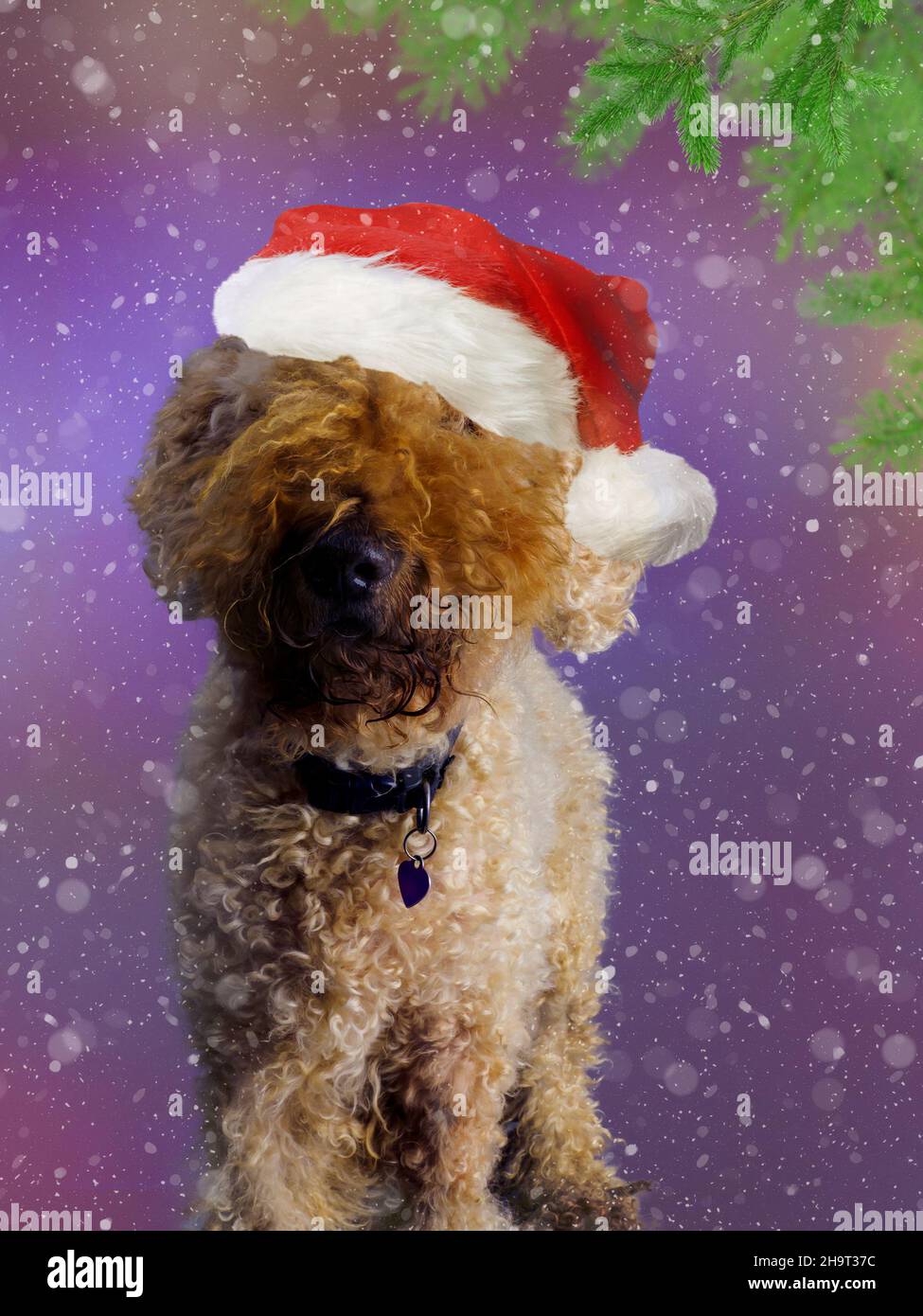 Scruffy dog in a santa hat, (photo manipulation Stock Photo - Alamy