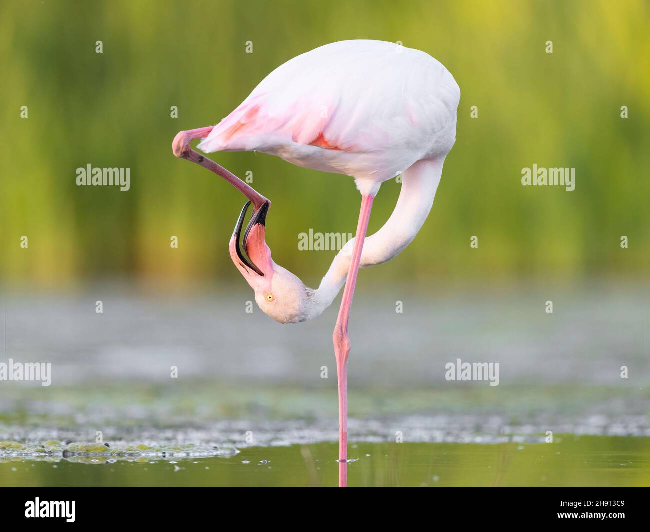 Greater flamingo italy hi-res stock photography and images - Alamy