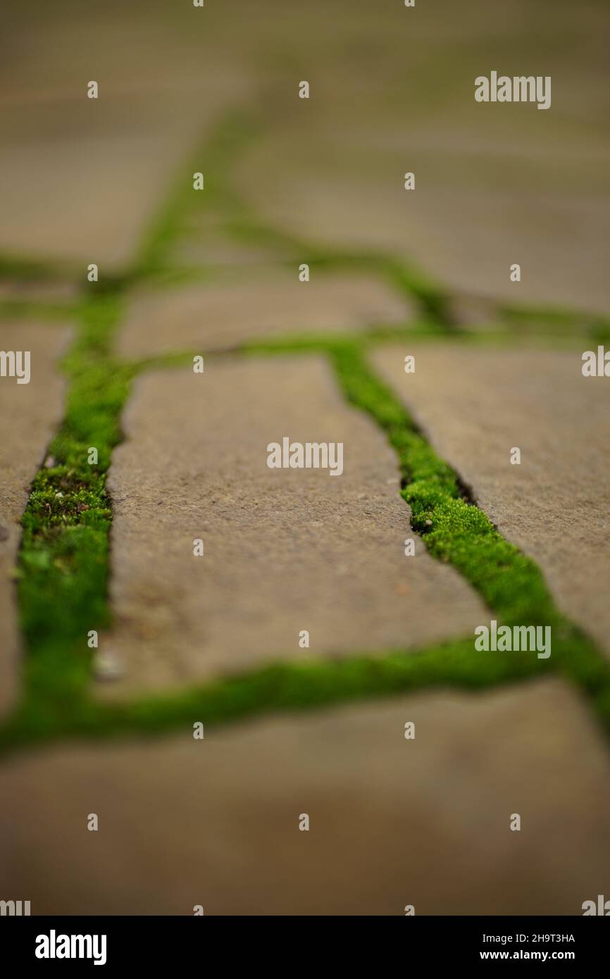 Old paved sidewalk made of brown wild stone with green moss in the ...