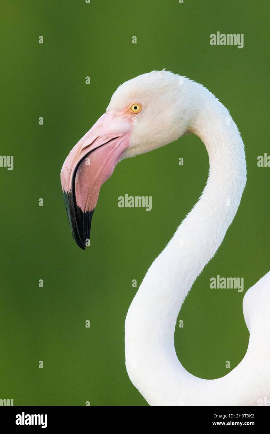 Flamingo phoenicopteridae High Resolution Stock Photography and Images ...