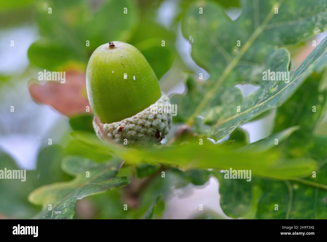 Acorn tree in background hi-res stock photography and images - Alamy