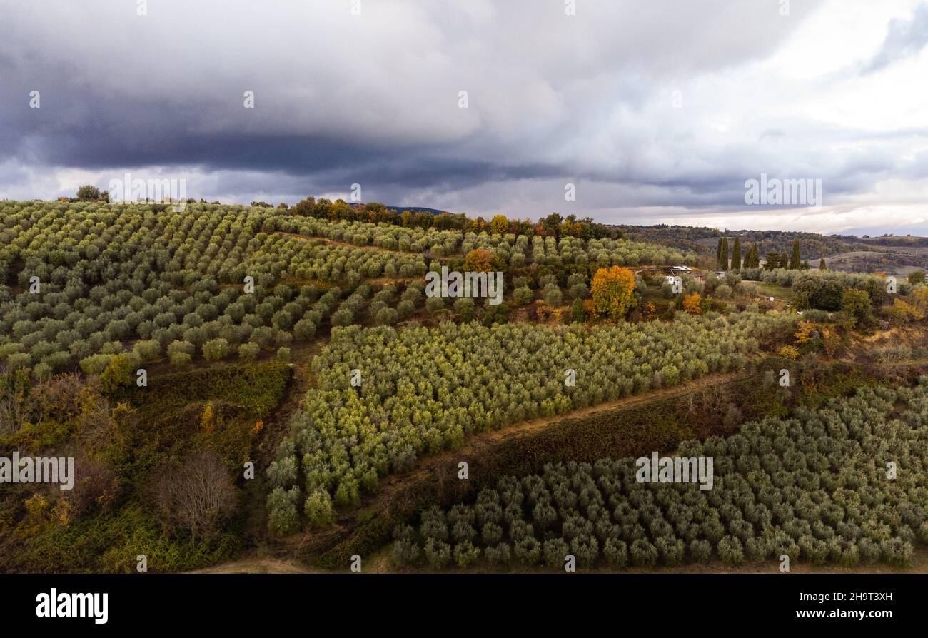 Olive Tree fields in Tuscany Italy Stock Photo - Alamy