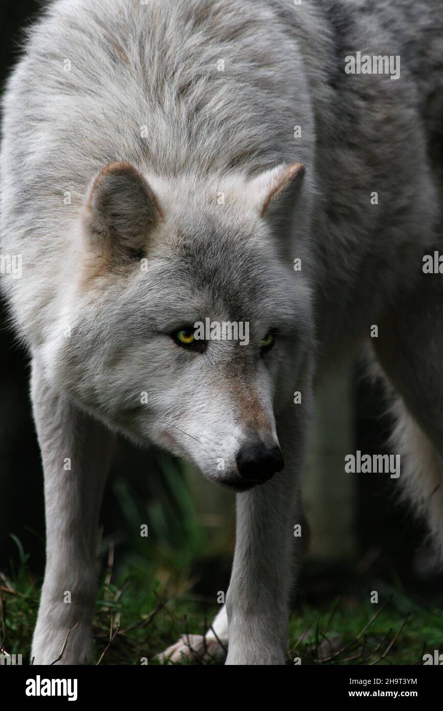 Wolf watcher hi-res stock photography and images - Alamy