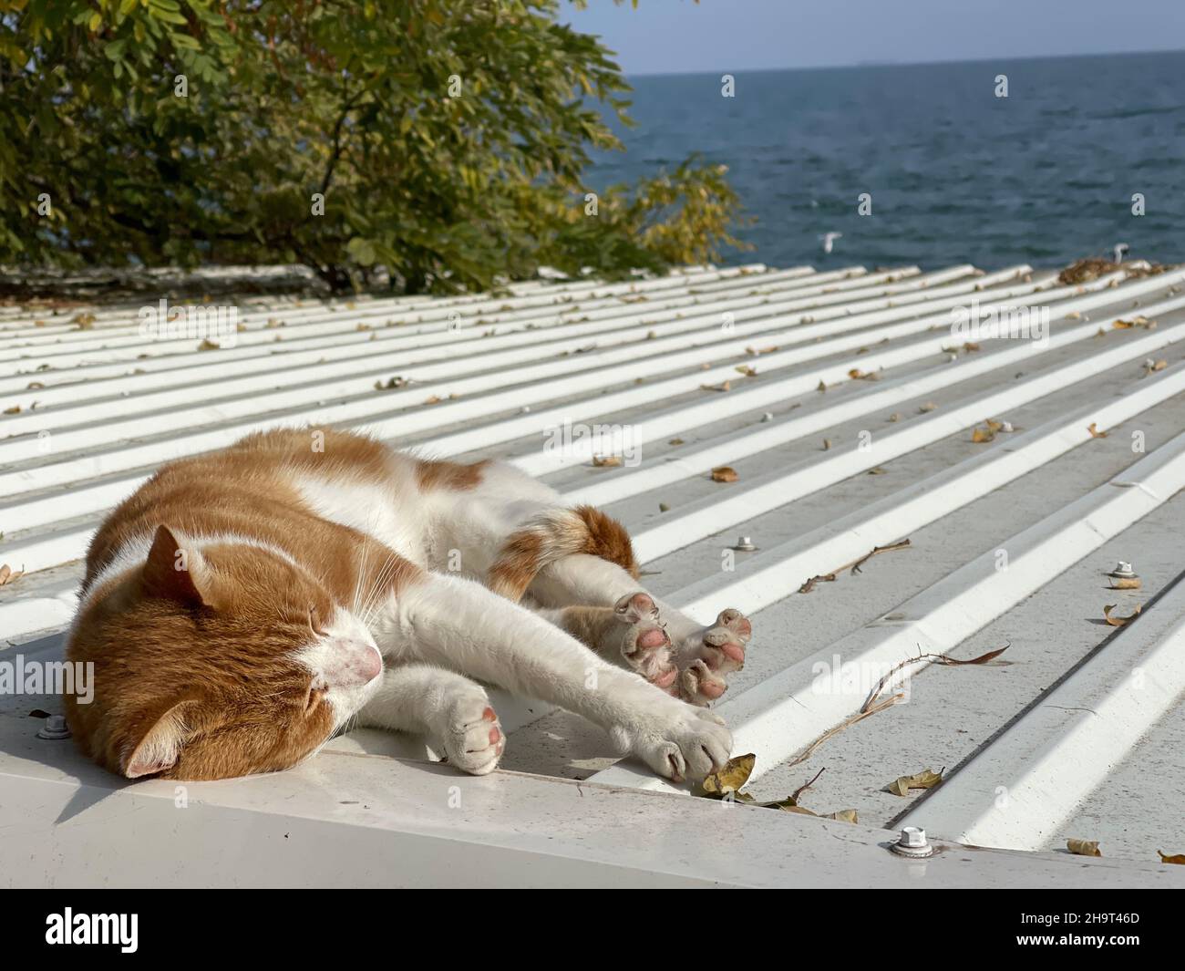Relaxed cat sunbathing on tin roof at the beach Stock Photo - Alamy