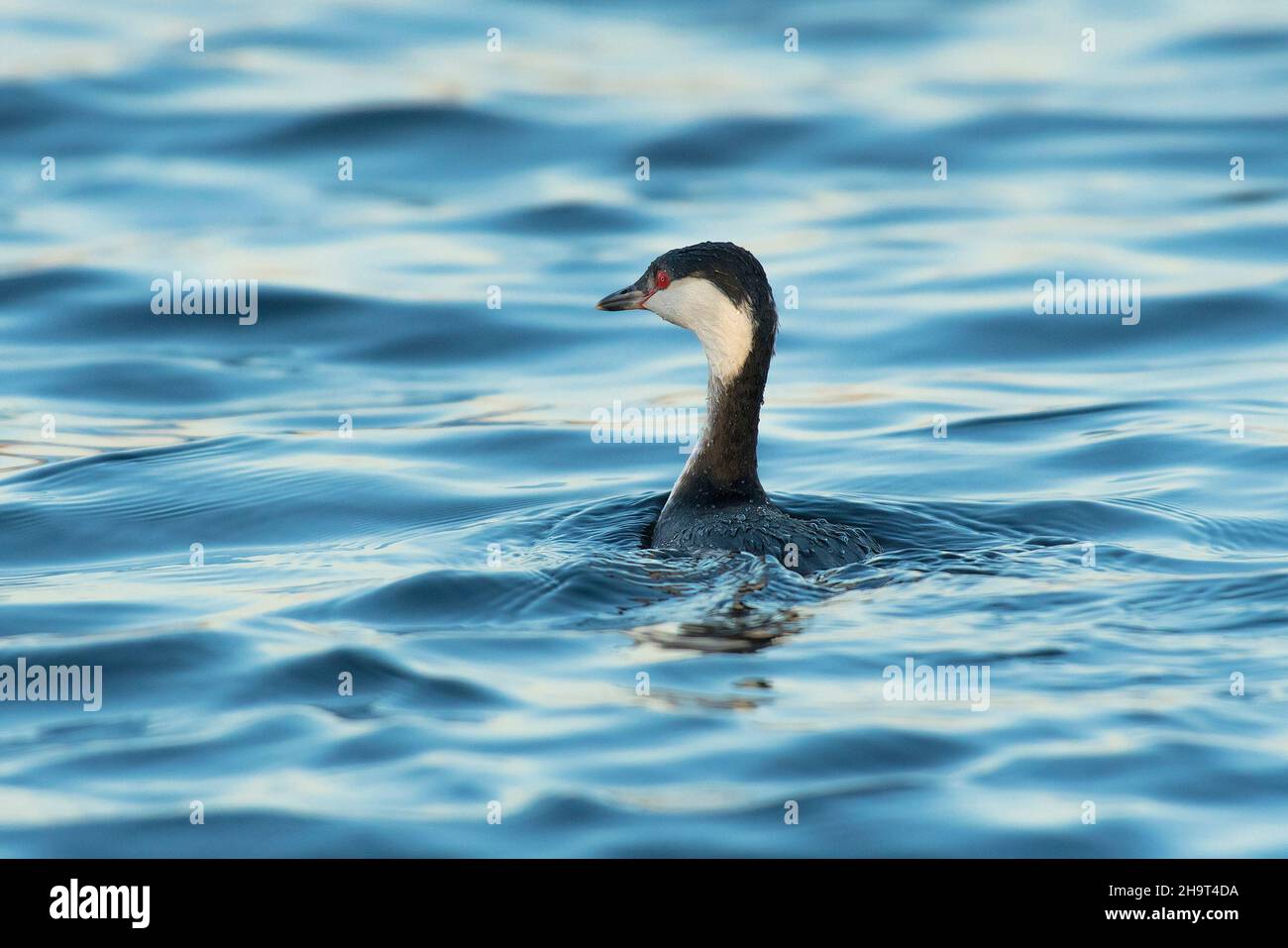 Horned Grebe (Podiceps auritus) adult in winter plumage swimming in ...