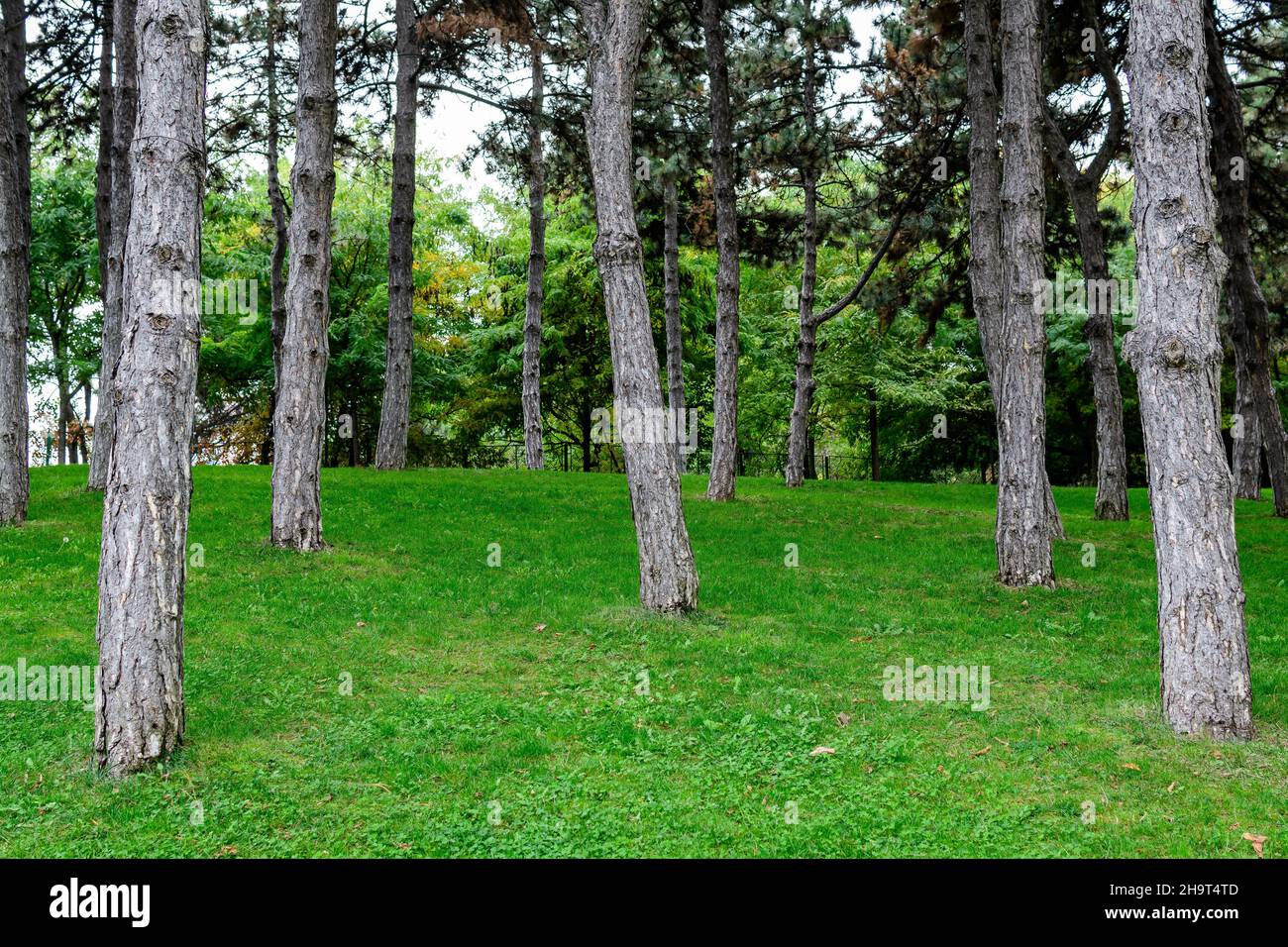 Many large pine trees trunks and vivid green grass in a garden during a ...