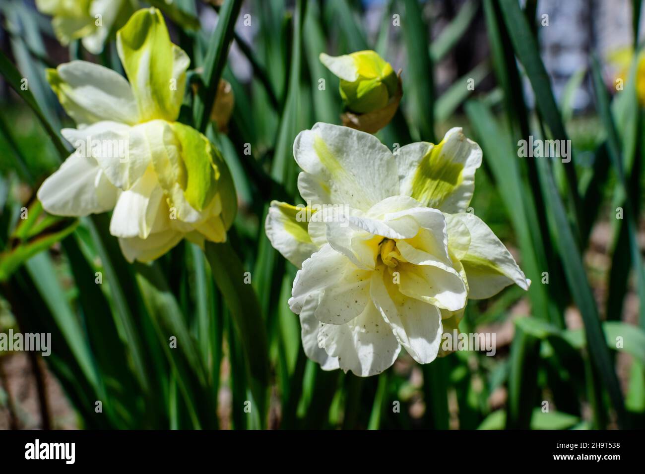 One delicate white and vidid yellow daffodil flower in full bloom with ...