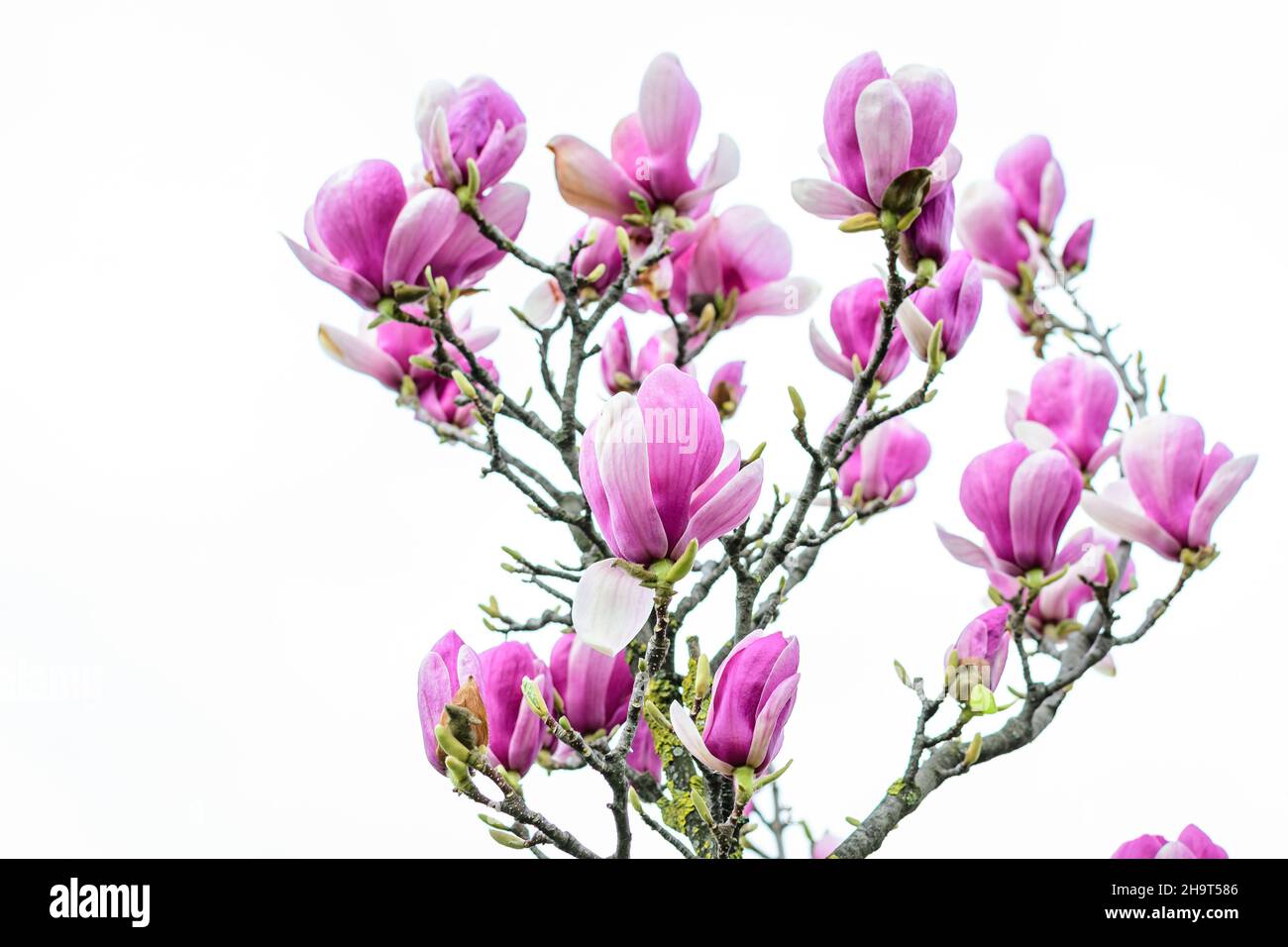 Sunny day in garden on Cut Out Stock Images & Pictures - Alamy