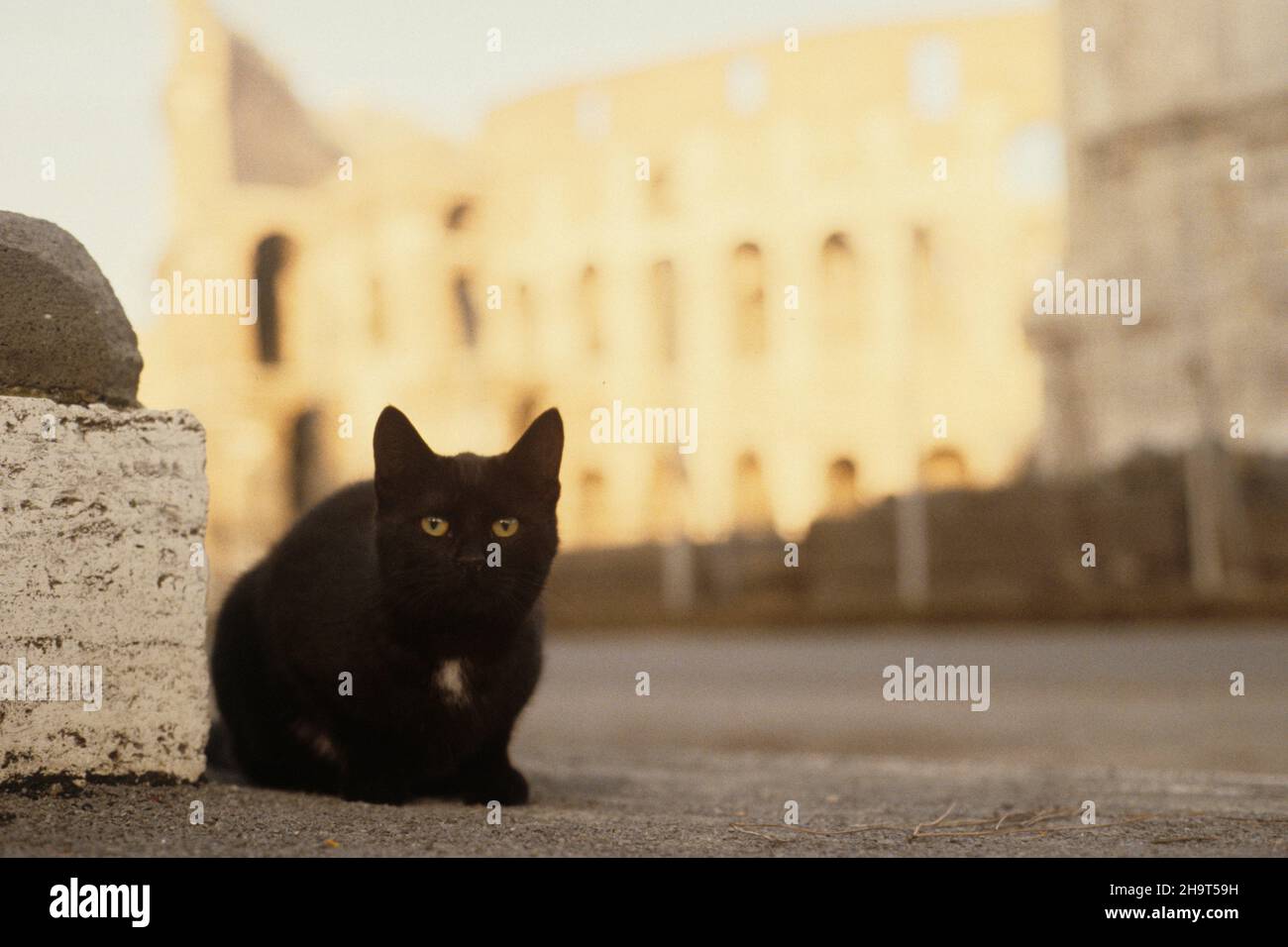 europeans cats roma Stock Photo - Alamy