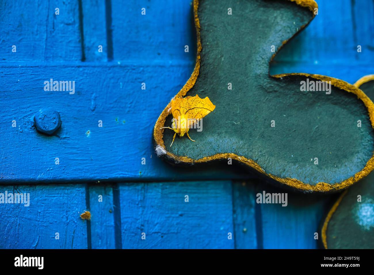 A bright yellow moth sitting on an old blue wooden door Stock Photo - Alamy