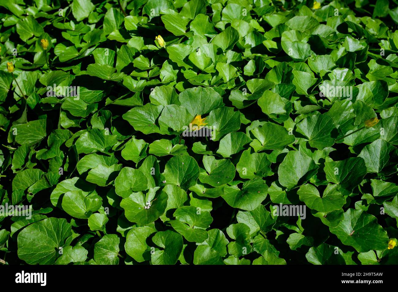 Many delicate fresh green leaves of Ranunculus repens plant commonly ...
