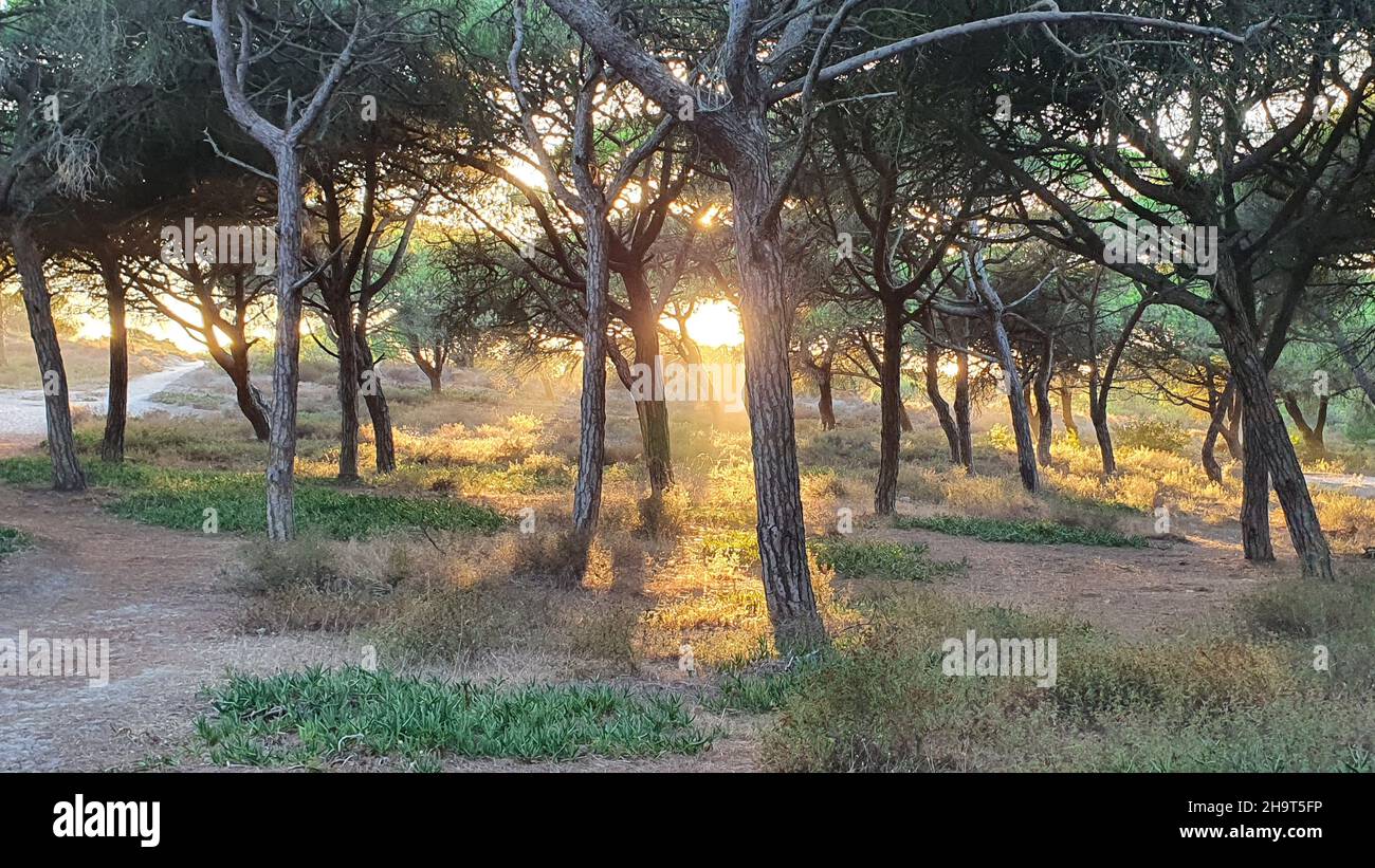 Golden hour forest hi-res stock photography and images - Alamy