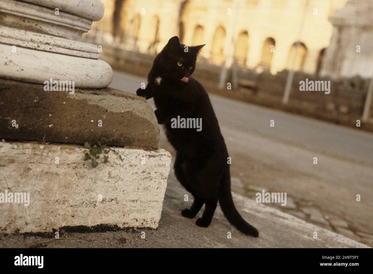 black cats roma Stock Photo - Alamy
