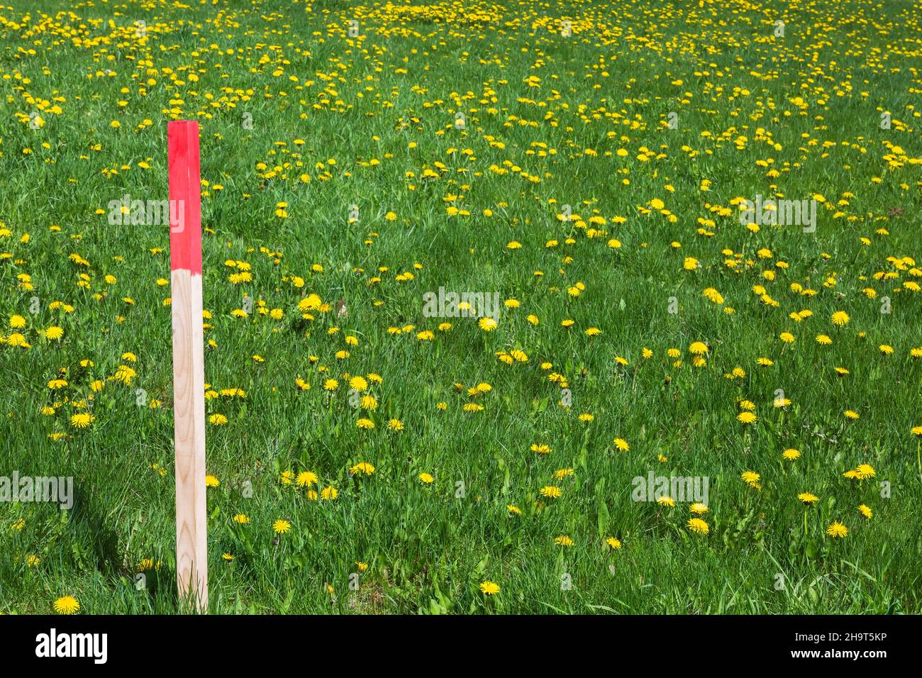 Stake plants in spring hi-res stock photography and images - Alamy