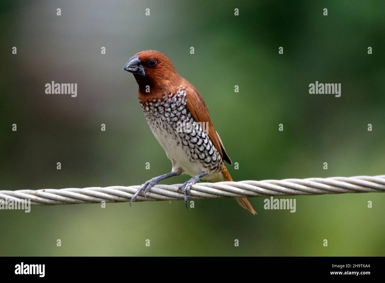 Scaly-breasted munia bird sit on a rope in a beautiful day Stock Photo ...