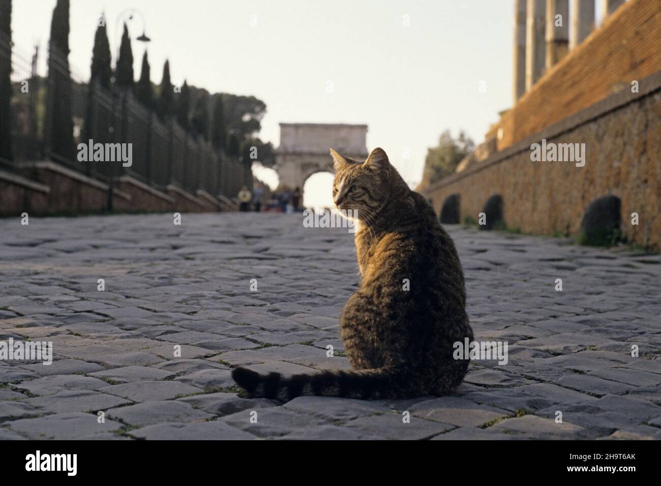 europeans cats roma Stock Photo - Alamy