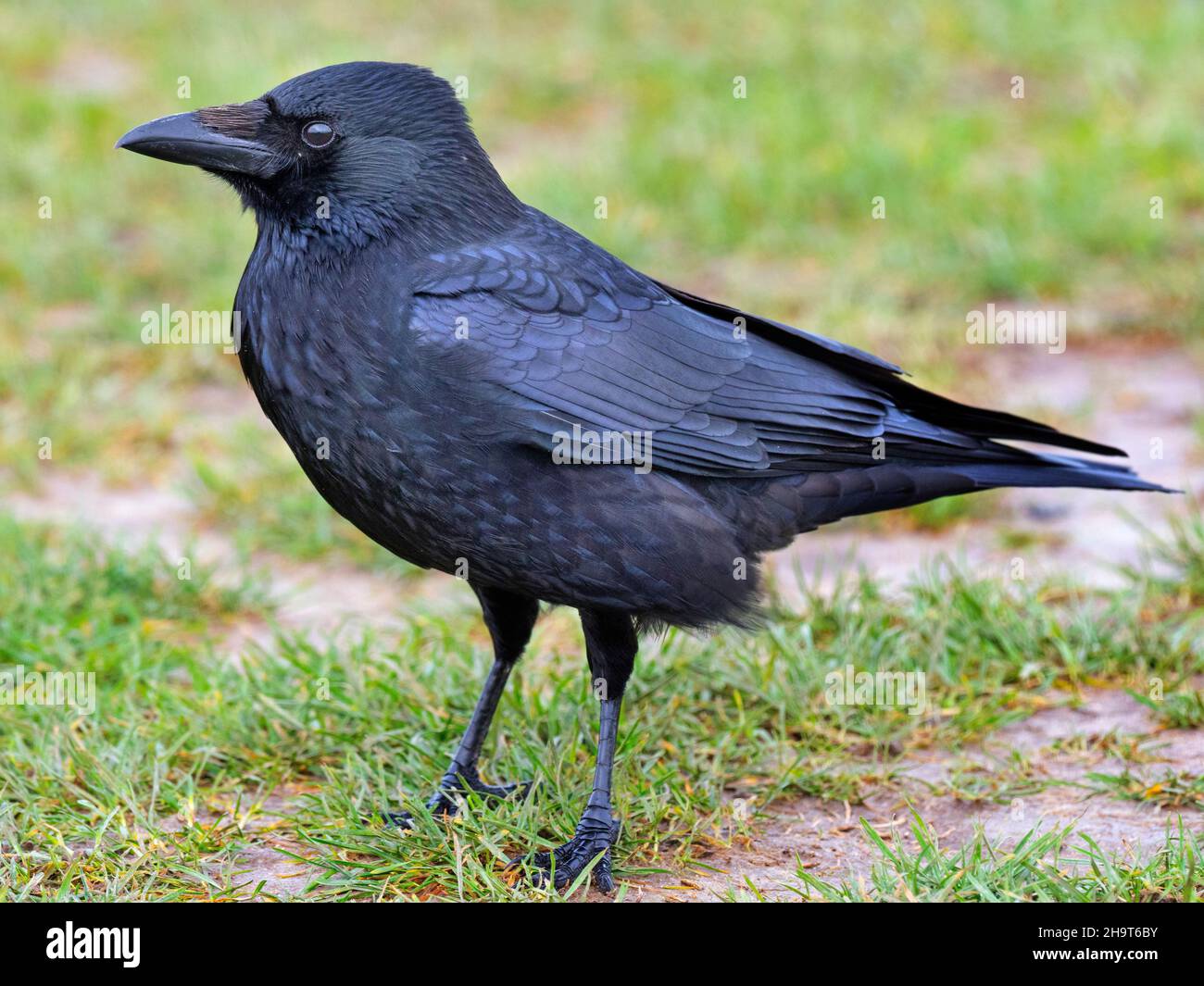 Carrion Crow Corvus corone in Meadow feeding Norfolk UK Stock Photo - Alamy