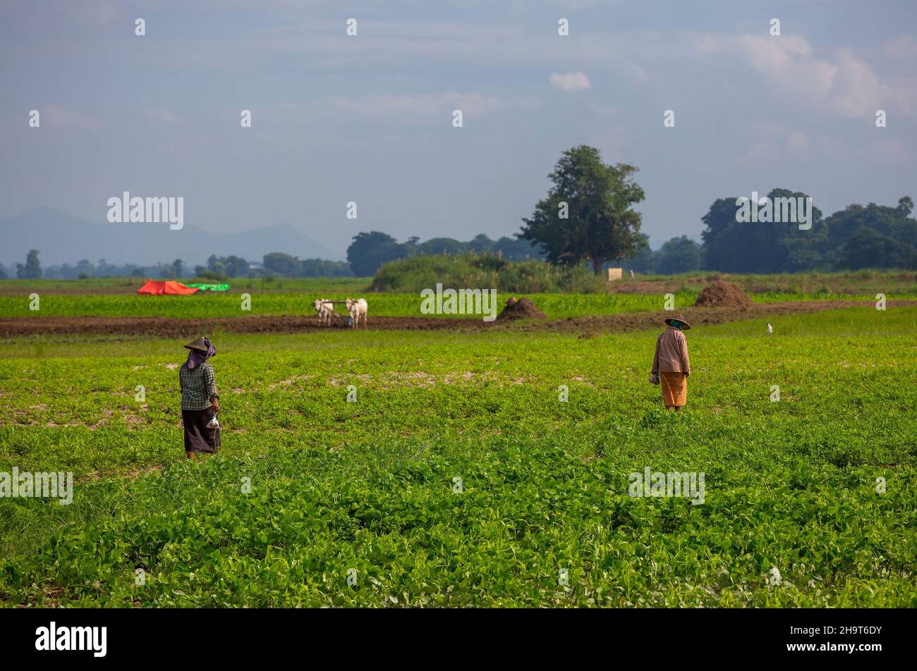 mandalay, burma, myanmar, november 20, 2016:organic farming oxen plow ...