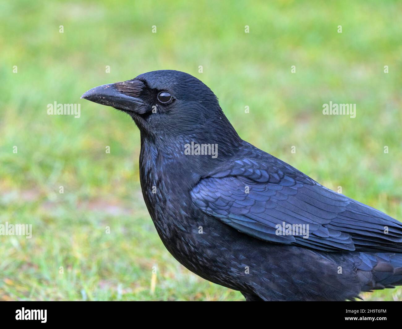 Carrion crow eggs hi-res stock photography and images - Alamy