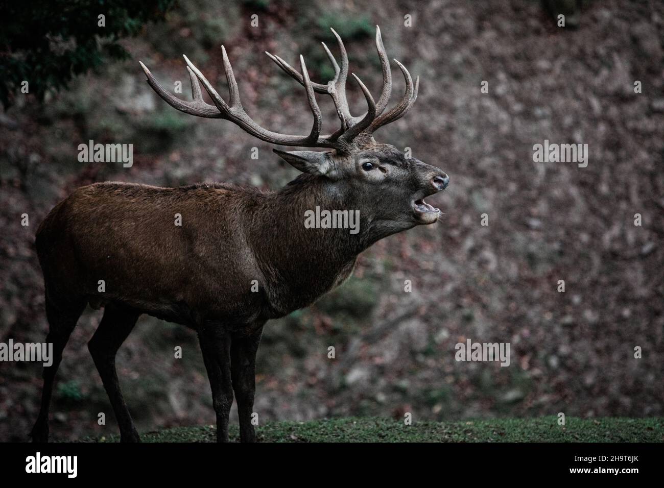 Erwachsener hirsch hi-res stock photography and images - Alamy