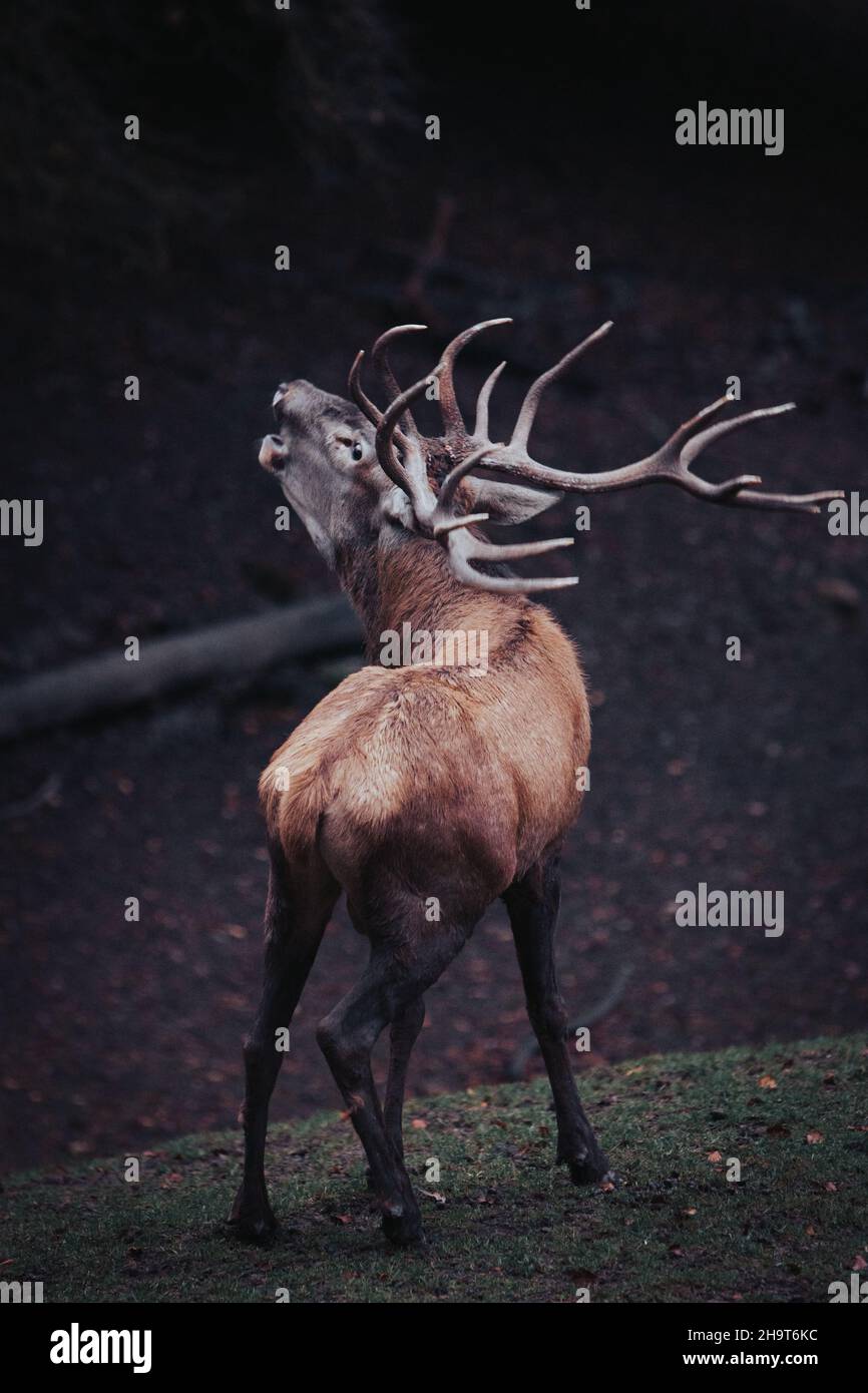Erwachsener hirsch hi-res stock photography and images - Alamy