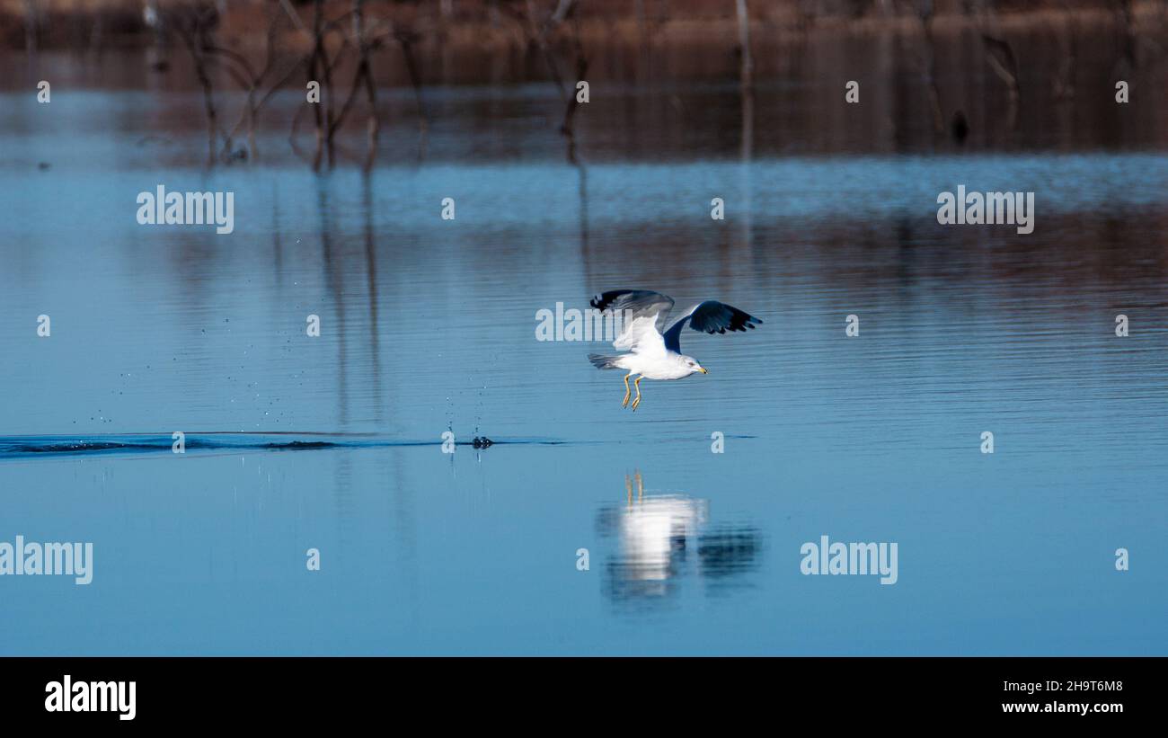Beautiful shot of an aquatic bird landing on the lake with reflection ...