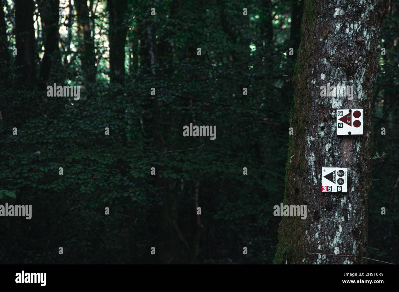Trail signs on trees in a forest Stock Photo - Alamy