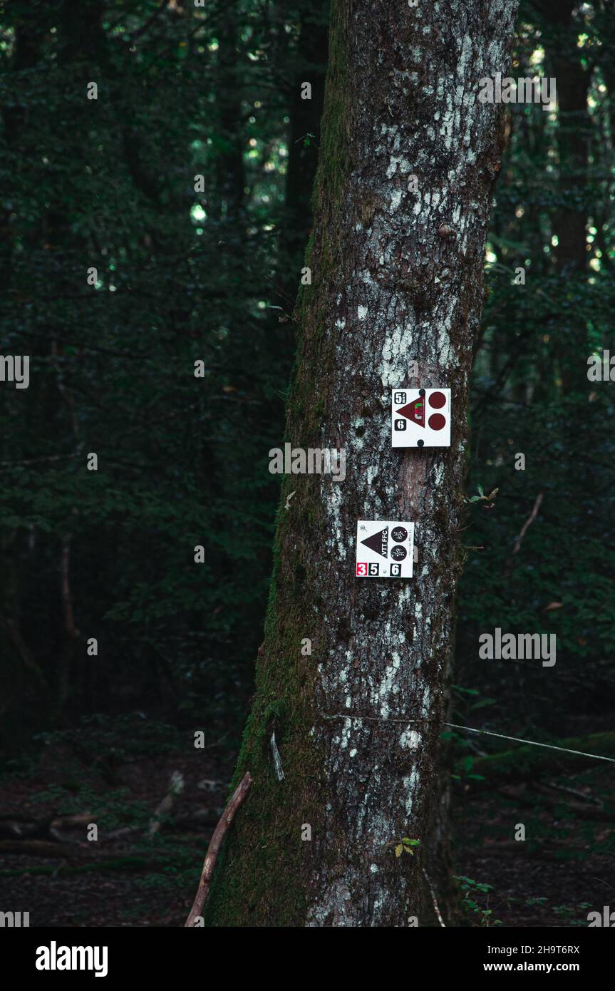 Trail signs on trees in a forest Stock Photo - Alamy