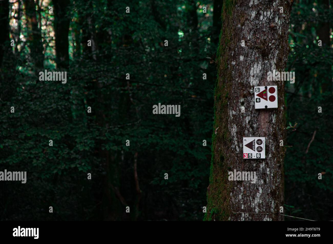 Trail signs on trees in a forest Stock Photo - Alamy