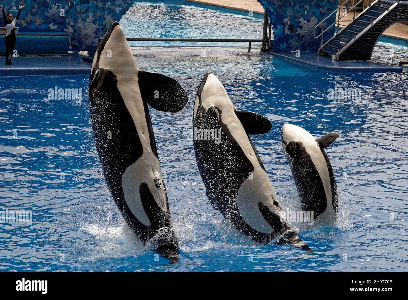 Family of Killer Whales swimming in the pool Stock Photo - Alamy