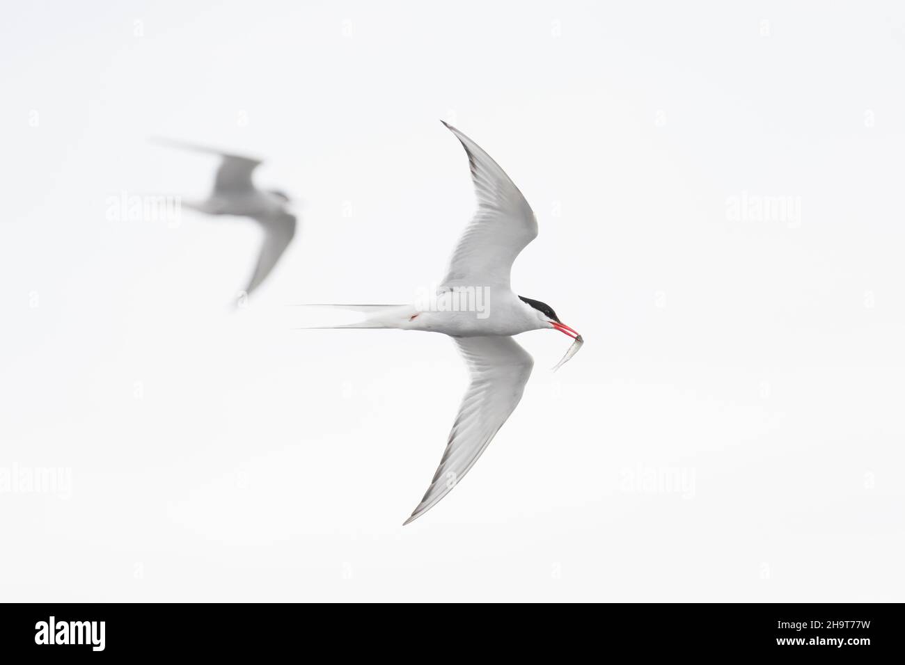 Arctic tern (Sterna paradisaea) flying with fish prey in beak against ...