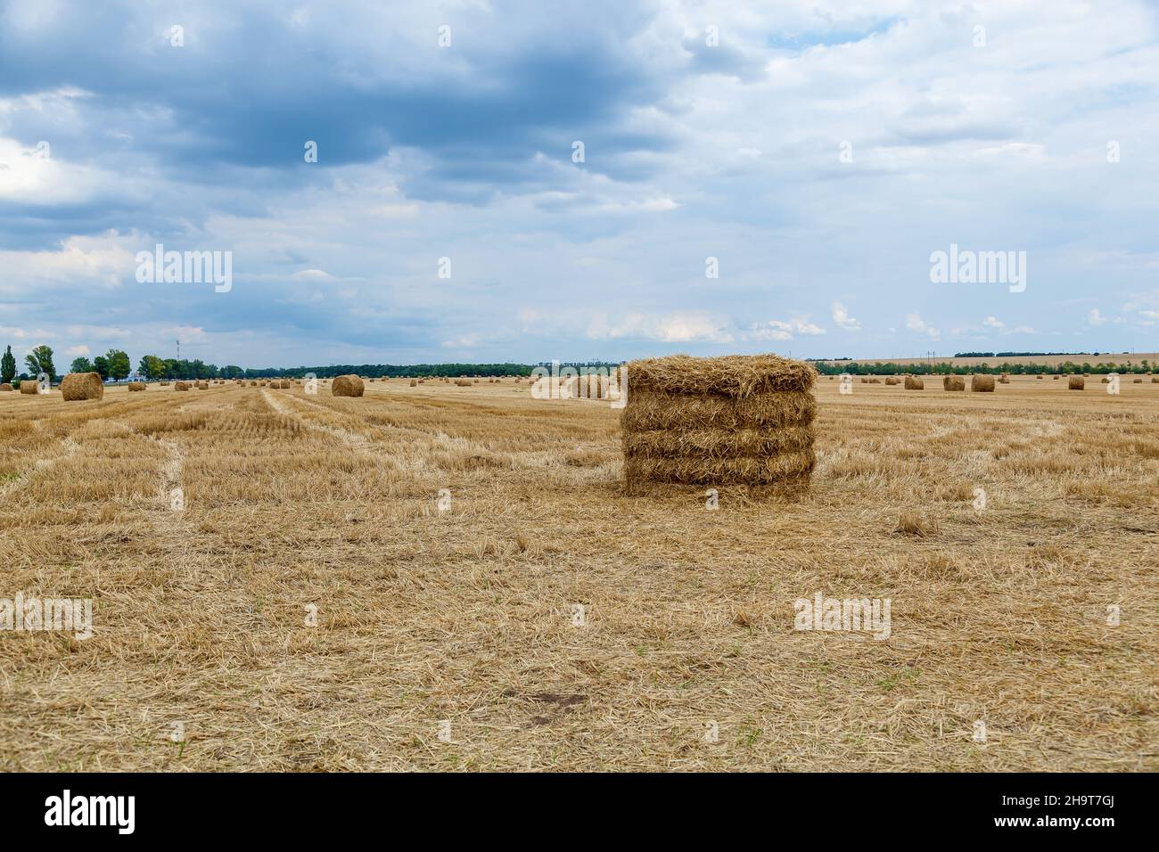 Round yellow haystacks are scattered in a chaotic manner on the field ...