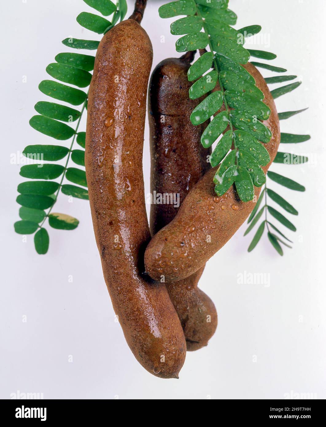 Tamarindo fruta hi-res stock photography and images - Alamy