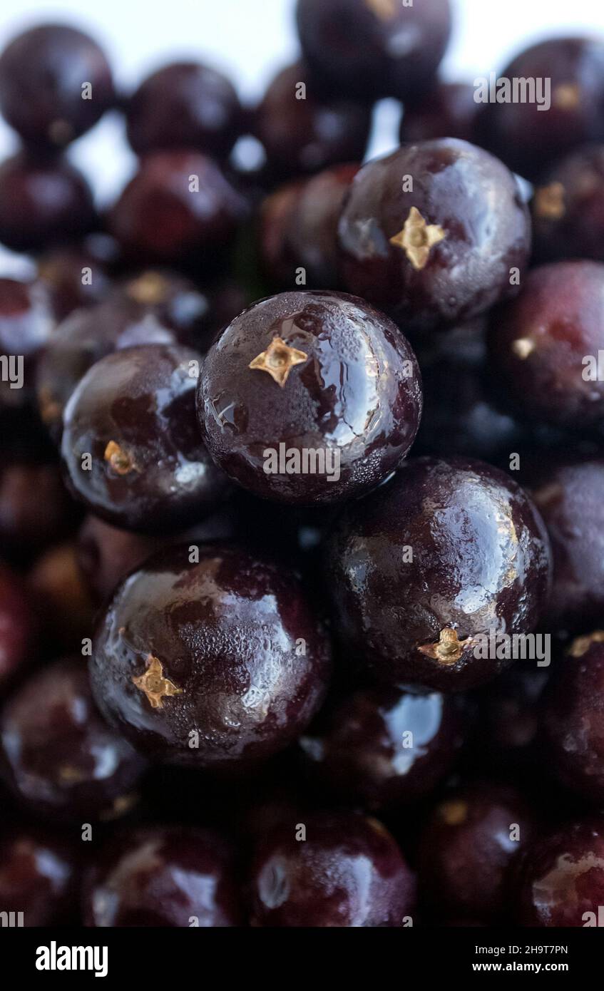 Jabuticaba fruit brazilian tropical hi-res stock photography and images ...
