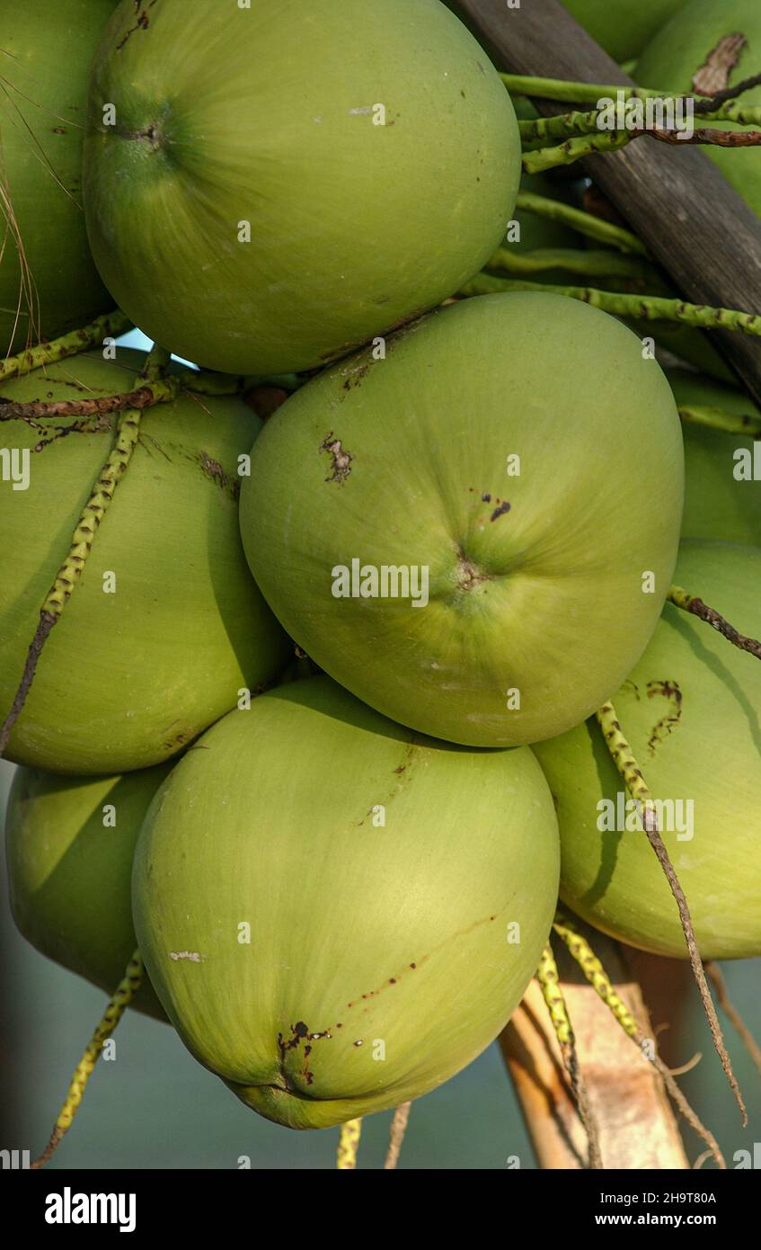 Green coconut in bunch on the tree Stock Photo - Alamy