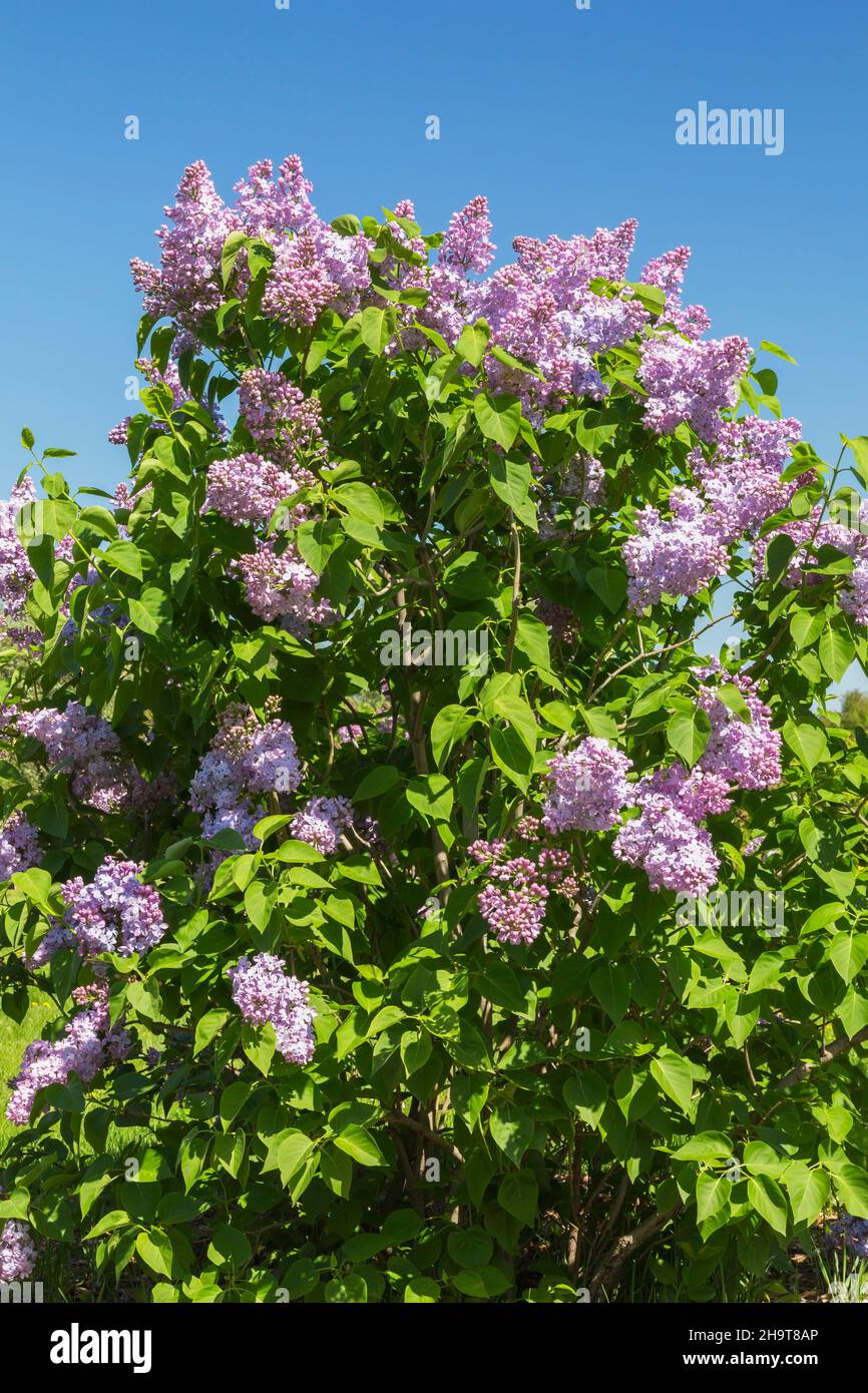 Syringa vulgaris 'Firmament' - Common Lilac tree with light blue ...