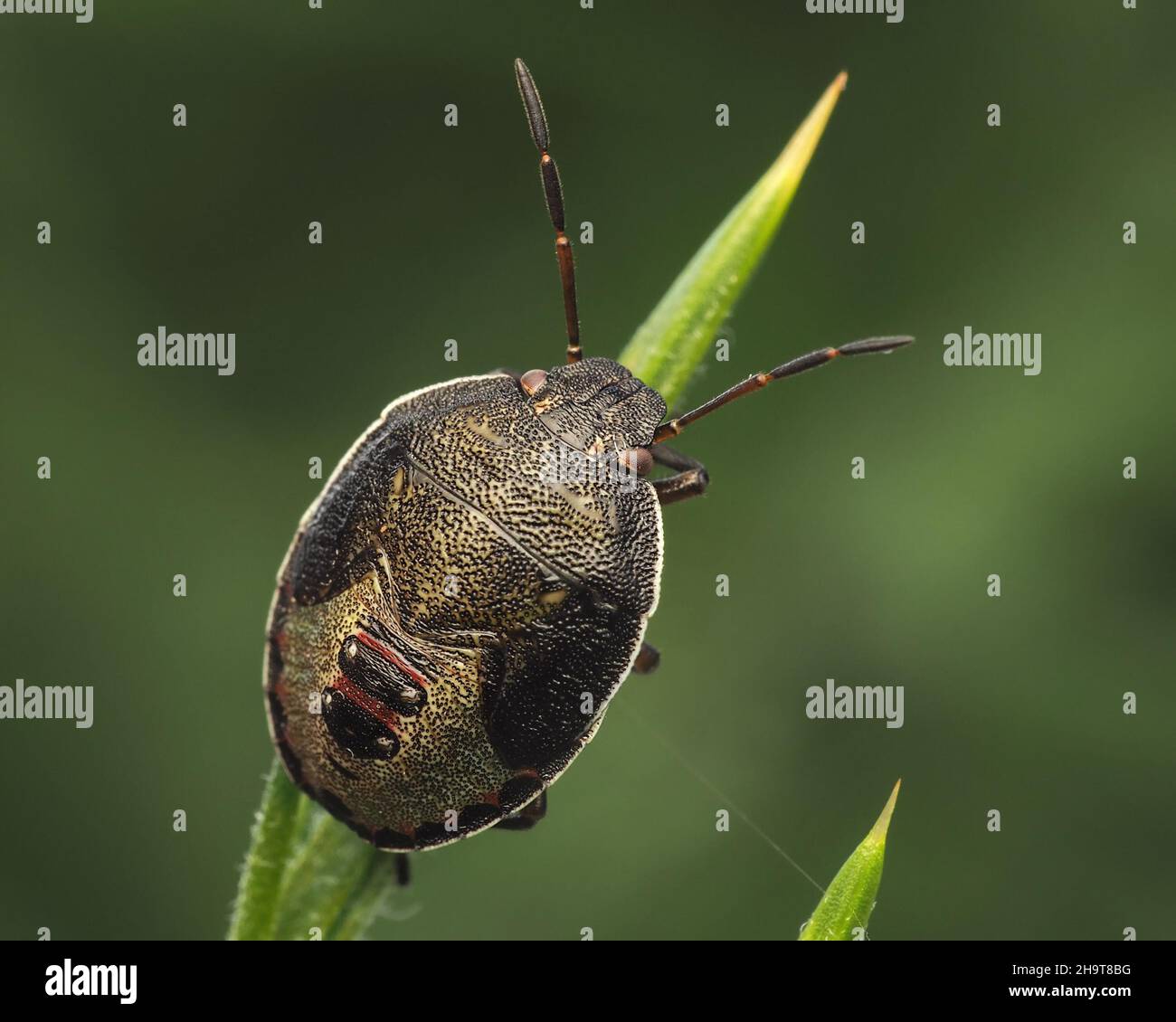 Gorse Shieldbug final instar nymph (Piezodorus lituratus) resting on ...
