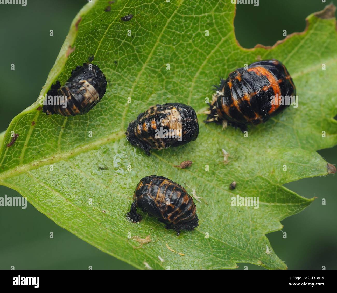 Single Harlequin ladybird pupa (Harmonia axyridis) with 2-spot Ladybird ...