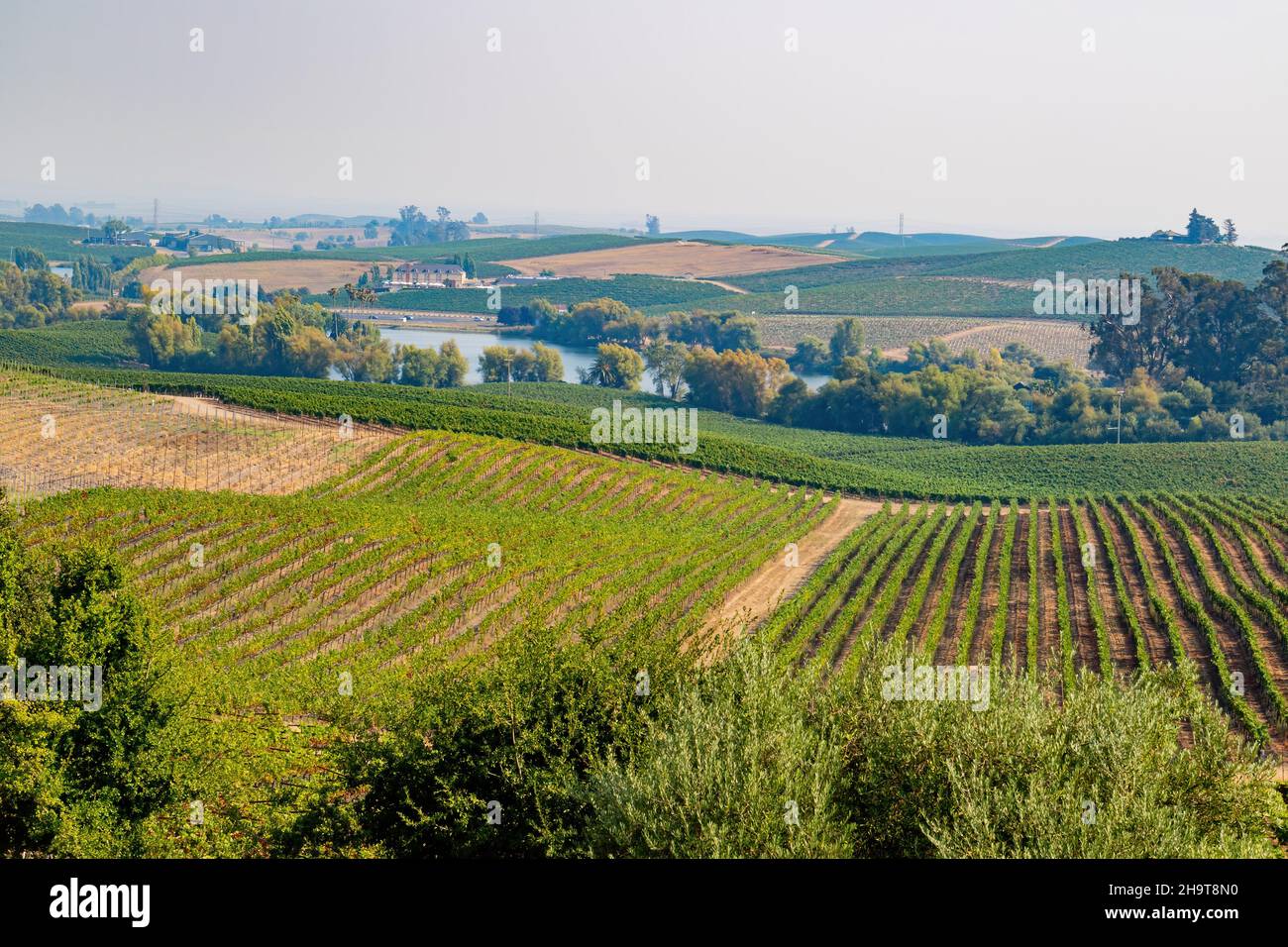 Sunny view of the grapes farm of Napa Valley at San Francisco ...