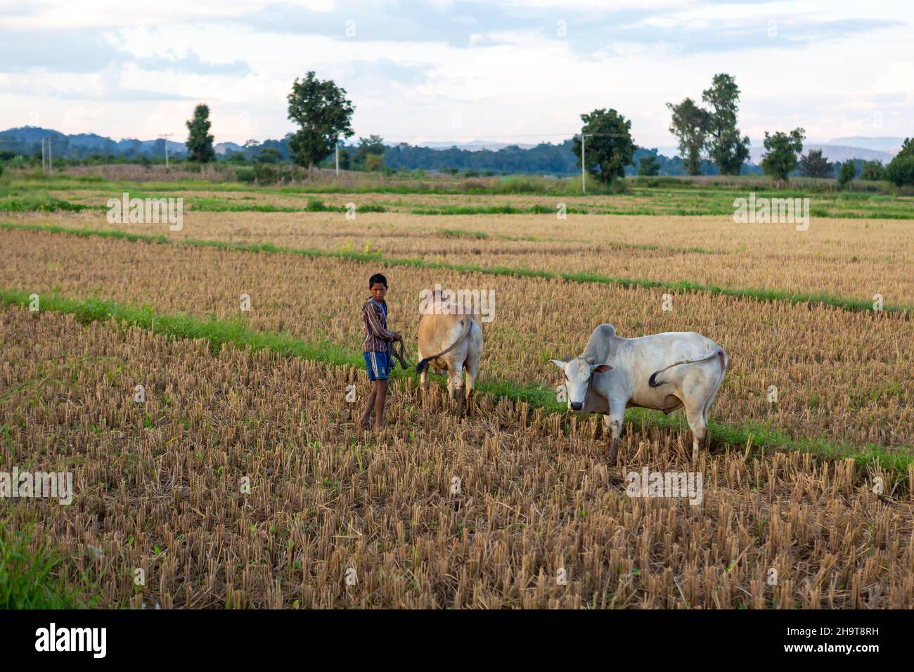 mandalay, burma, myanmar, november 20, 2016:organic farming oxen plow ...