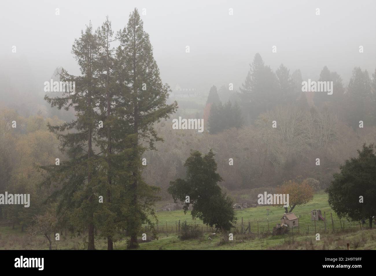 Trees in fog in rural Sebastopol, California Stock Photo - Alamy