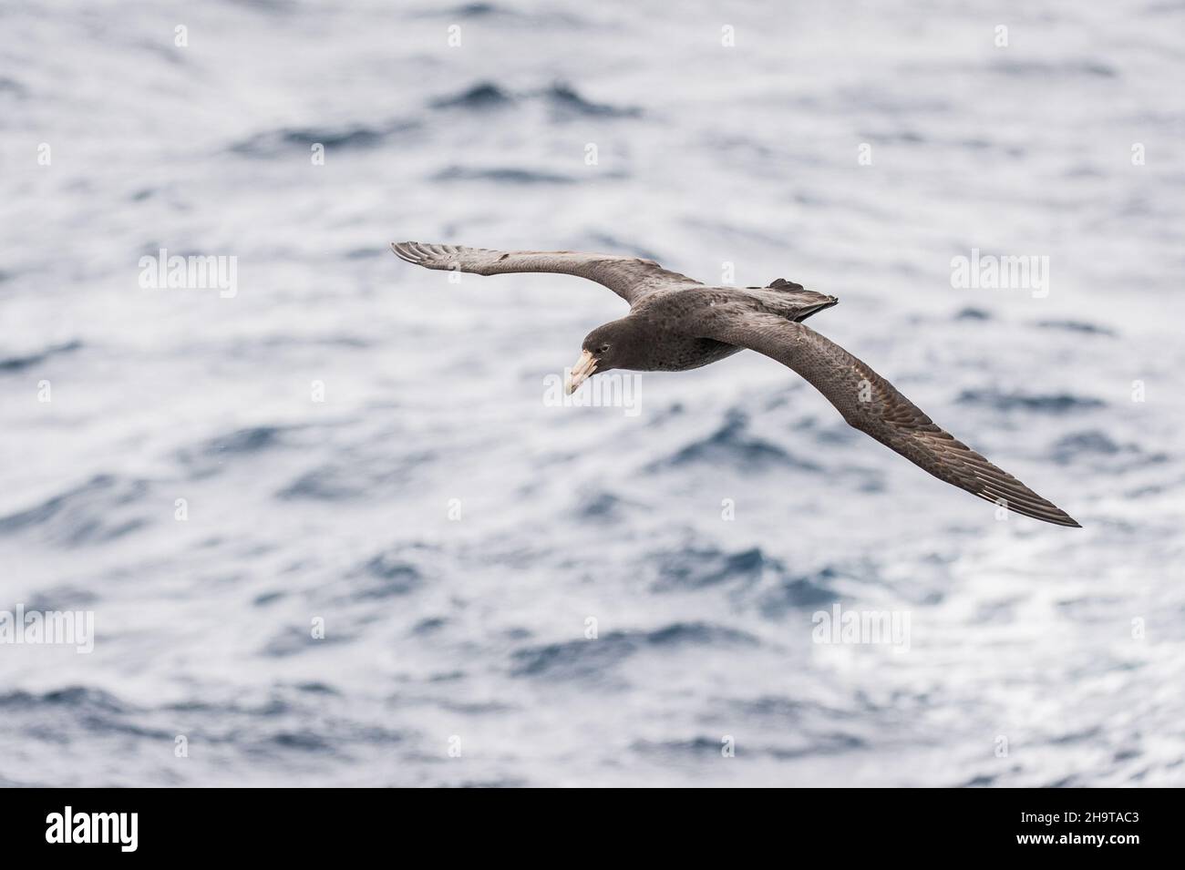 Giant Petrel in flight over The Southern Ocean Stock Photo - Alamy