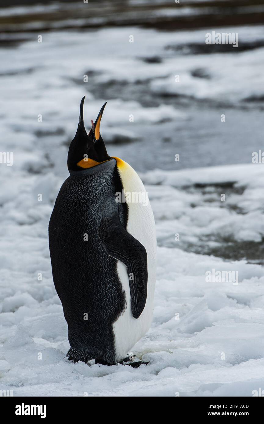King Penguin with neck stretched upwards and mouth wide open at Right ...
