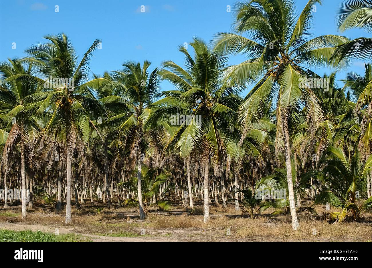 Brazilian nut plantation hi-res stock photography and images - Alamy