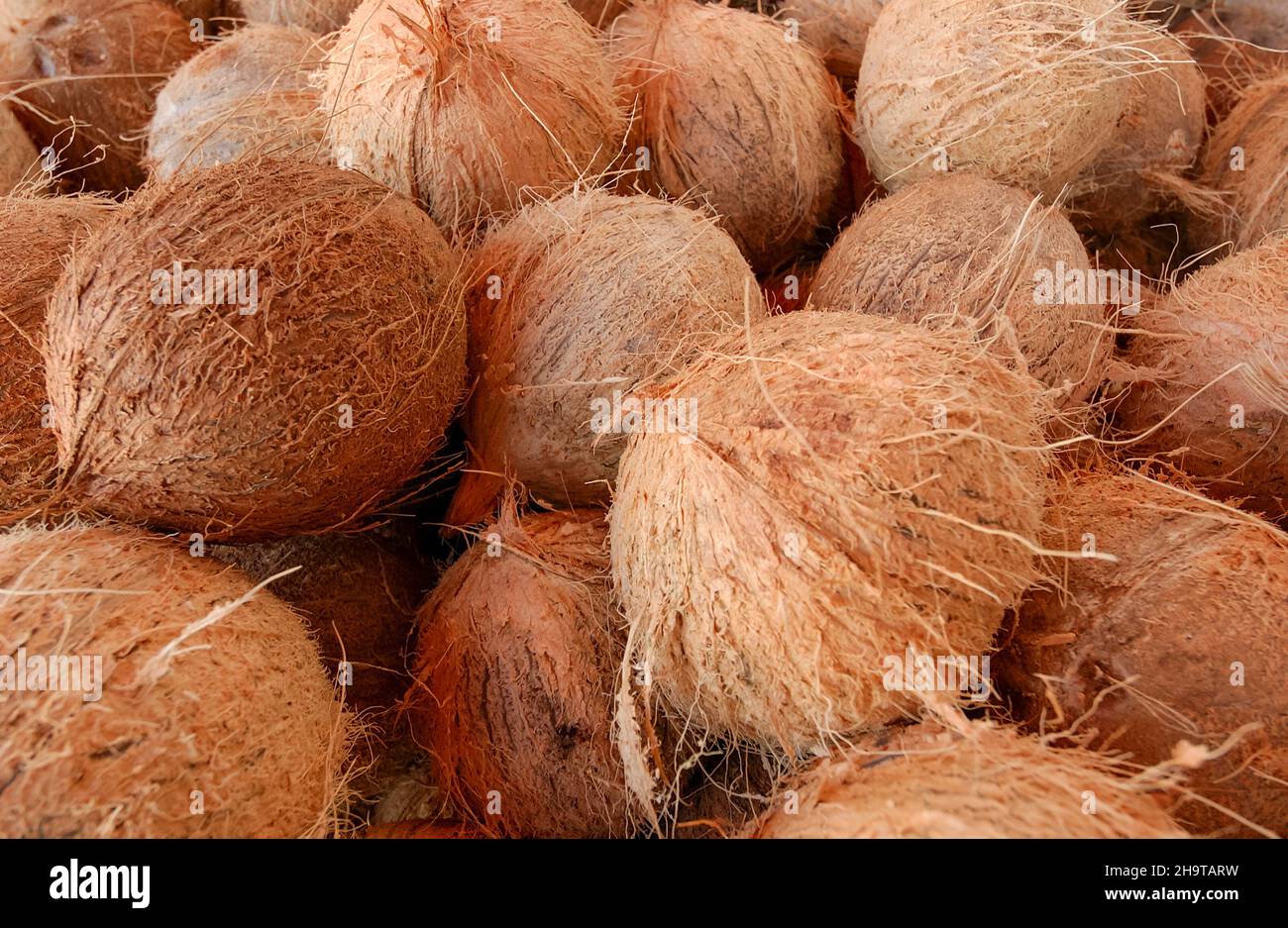 Dry coconuts for industrial processing Stock Photo - Alamy