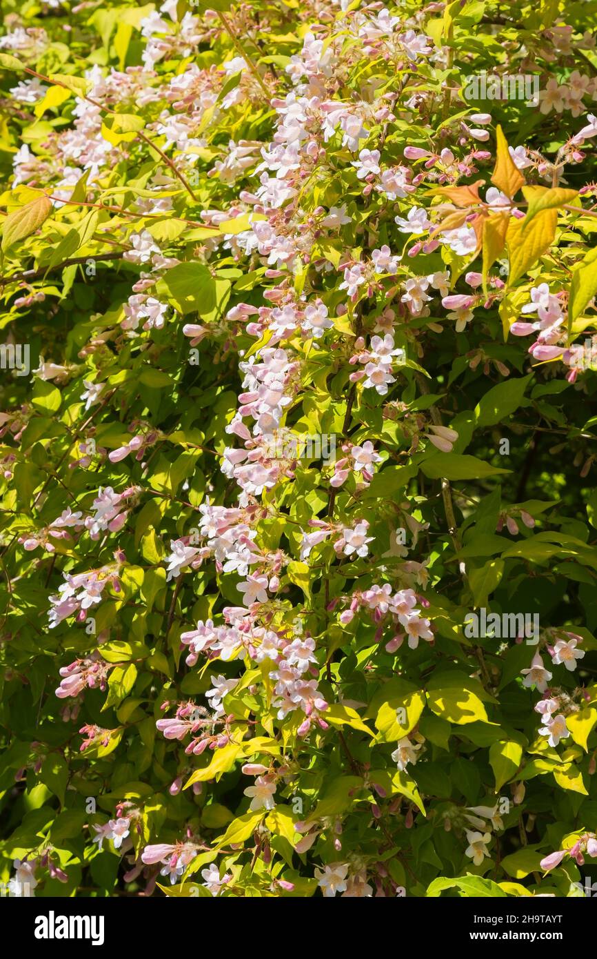 Dream Catcher Beauty Bush Shrub