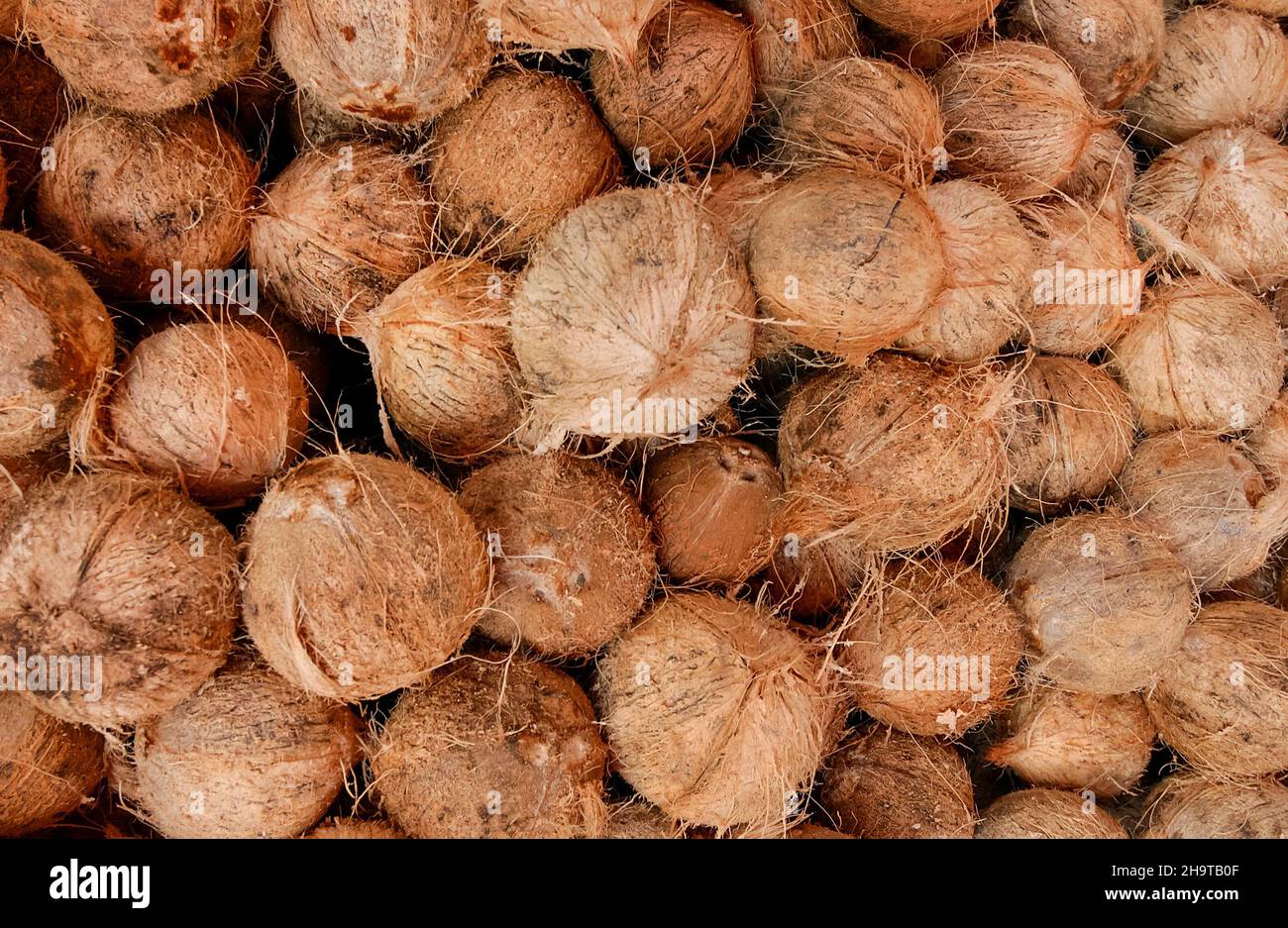 Dry coconuts for industrial processing Stock Photo - Alamy